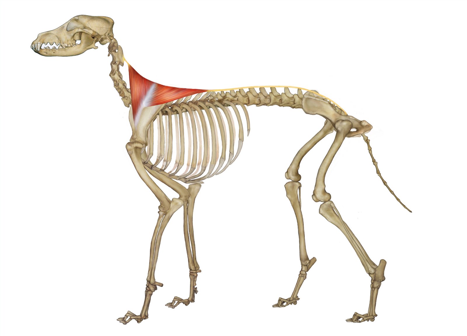 Dog Anatomy Illustrations | Luisa van Erven