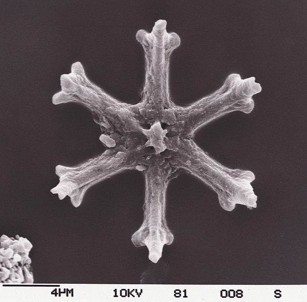 Asociación Paleontológica Argentina: NANOFÓSILES CALCÁREOS