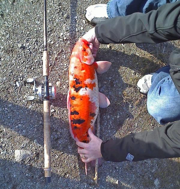 BC-On-The-Fly: Koi / Carp Fishing BC
