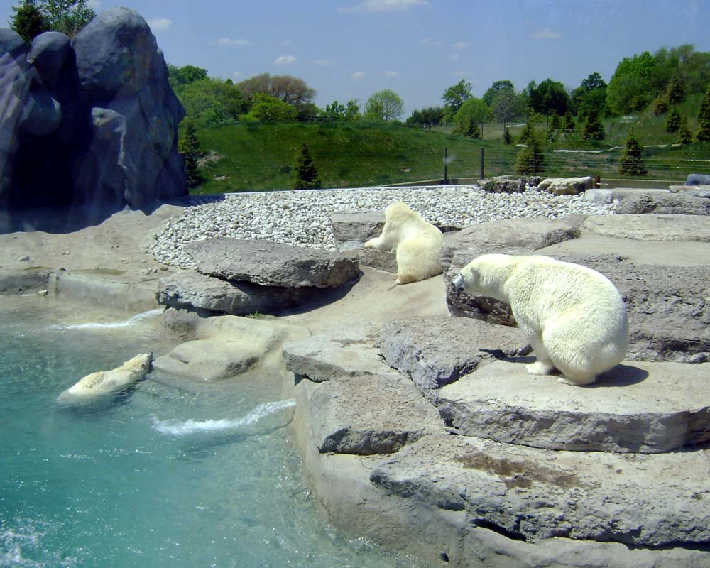 Come up and close with nature's beautiful animals at the Toronto Zoo ...