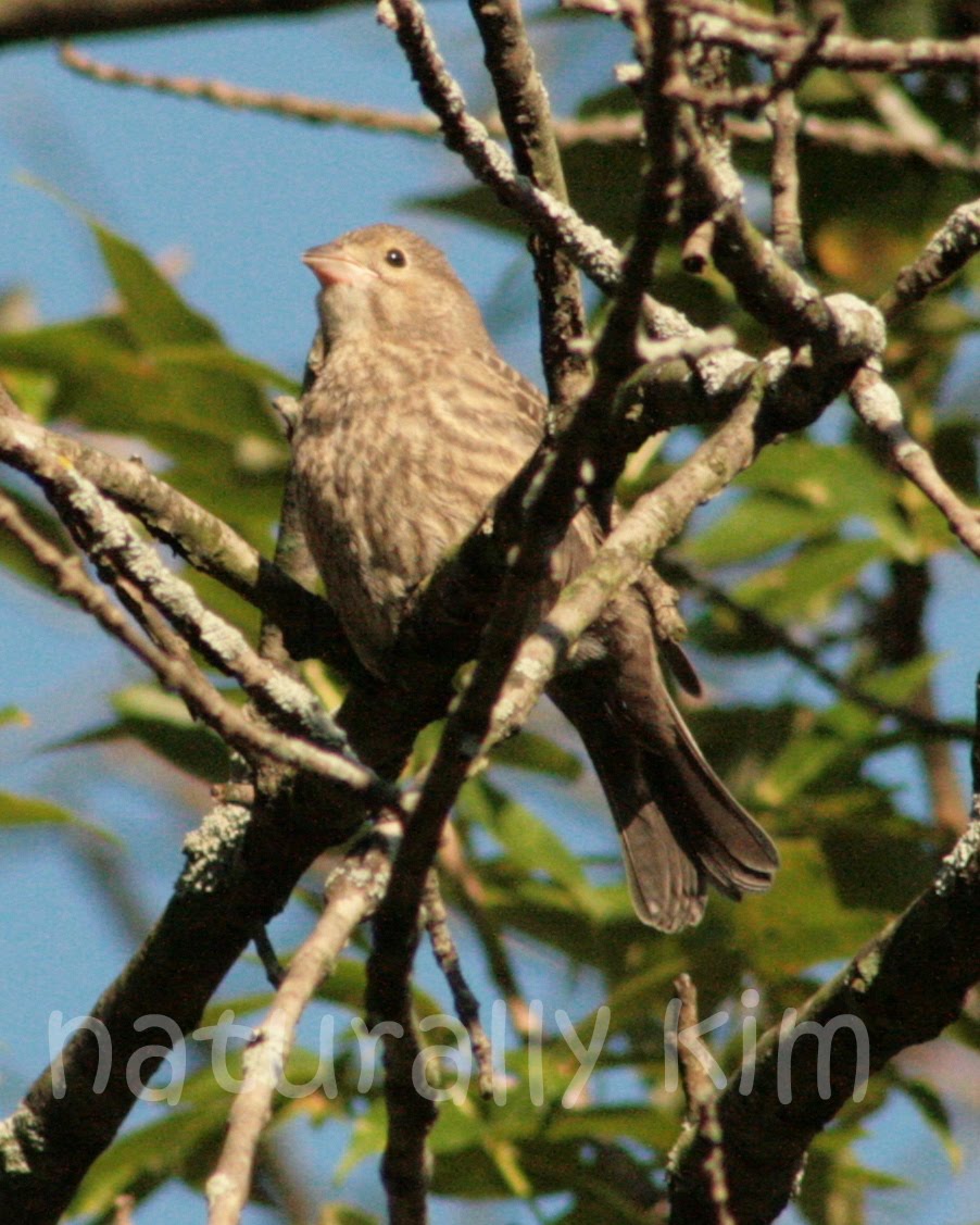 NATURALLY KIM: Brown-headed Cowbird (Molothrus ater)