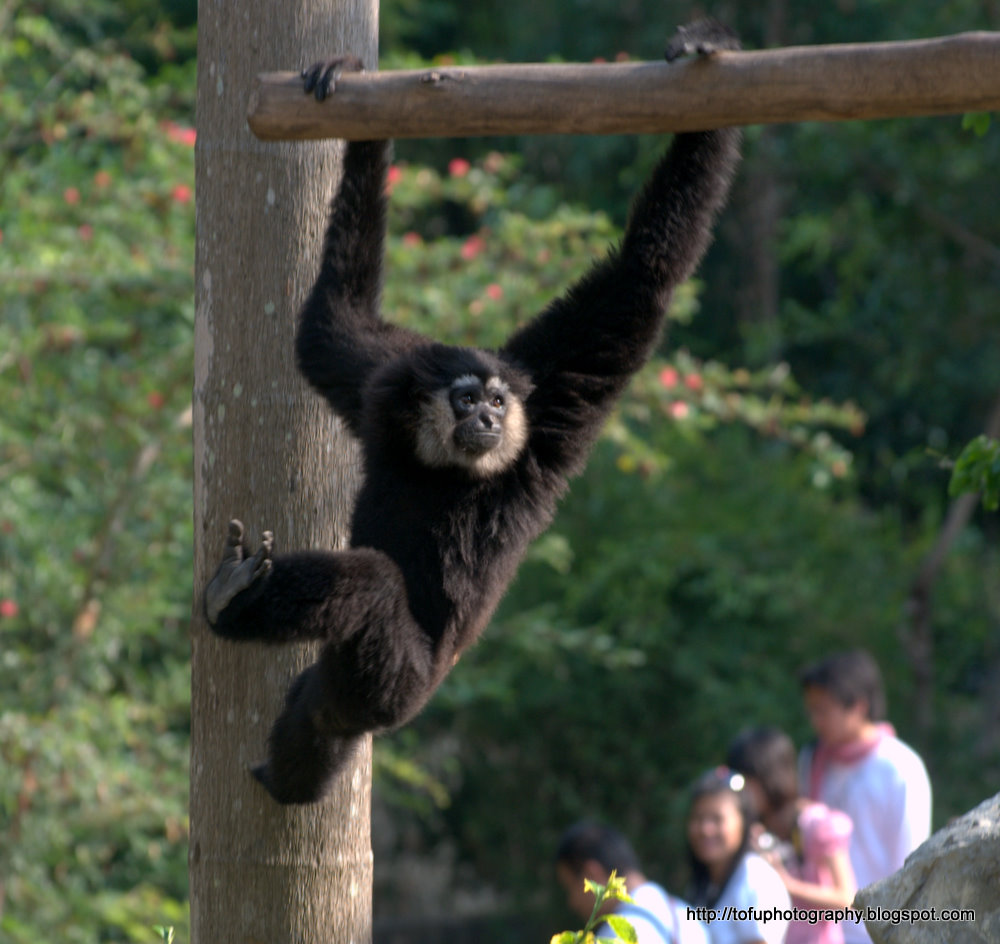 Tofu Photography: Swinging ape