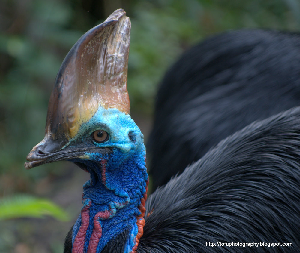 Tofu Photography: Cassowary