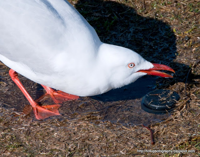 Tofu Photography: Seagull drinking