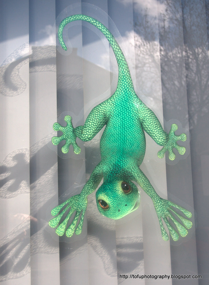 Tofu Photography: Cute lizard