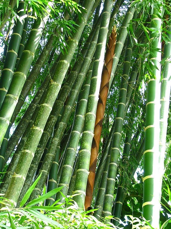 Organización Boricuá de Agricultura Ecologica: Taller: El Bambú: manejo ...