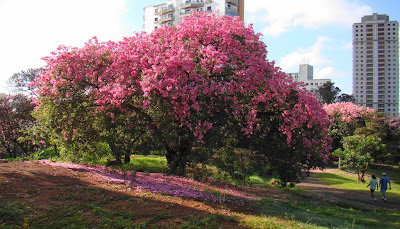 Tree Identification: Chorisa speciosa - Silk Floss Tree