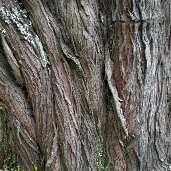 Tree Identification: Agonis flexuosa - Peppermint Tree