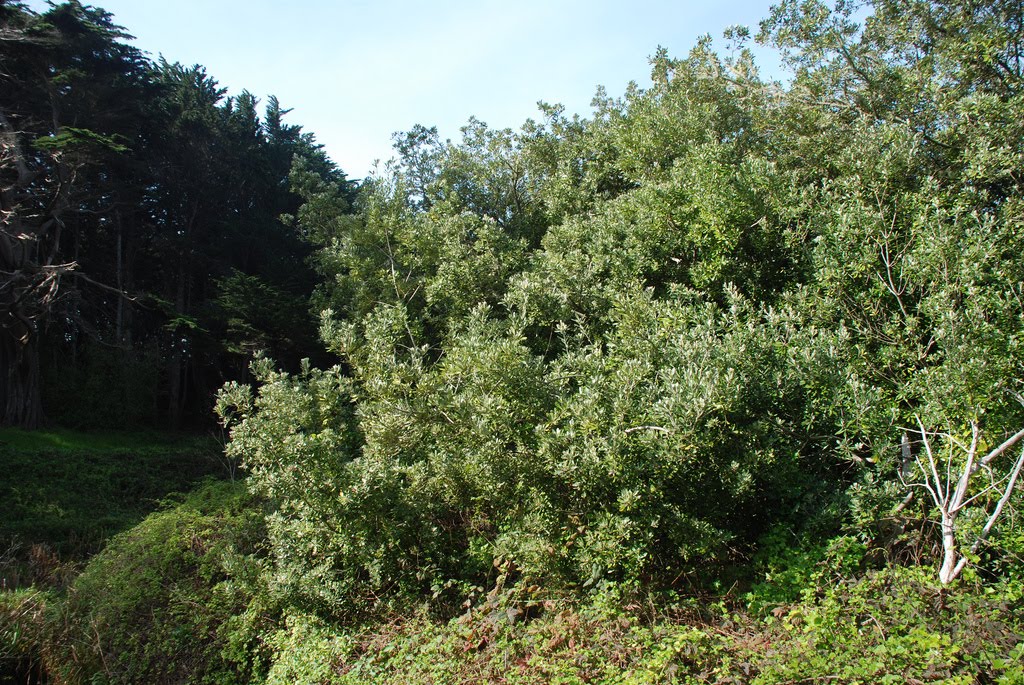 Tree Identification: Pittosporum crassifolium - Karo