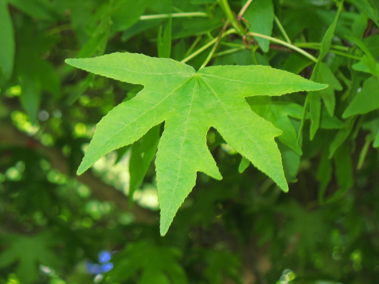 Tree Identification: Liquidambar orientalis - Oriental Sweet Gum