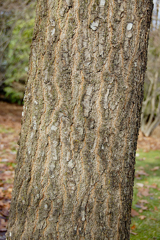 Tree Identification: Quercus palustris - Pin Oak