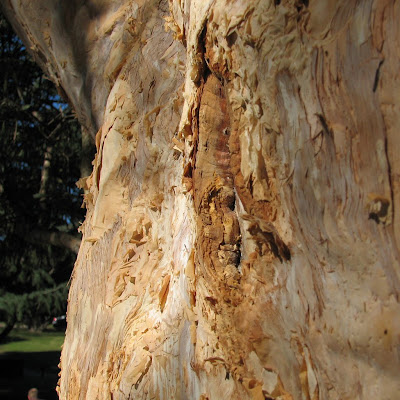 Tree Identification: Melaleuca linariifolia - Flaxleaf Paperbark