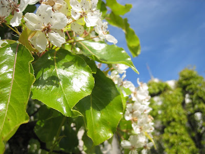 Tree Identification: Pyrus kawakamii - Evergreen Pear