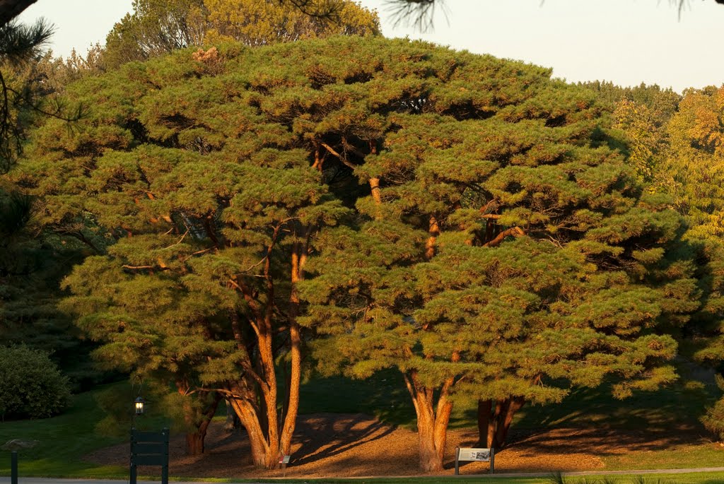 Tree Identification: Pinus densiflora - Japanese Red Pine