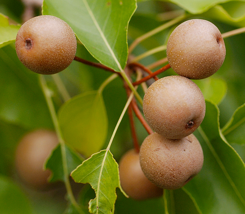Tree Identification: Pyrus calleryana - Ornamental Pear