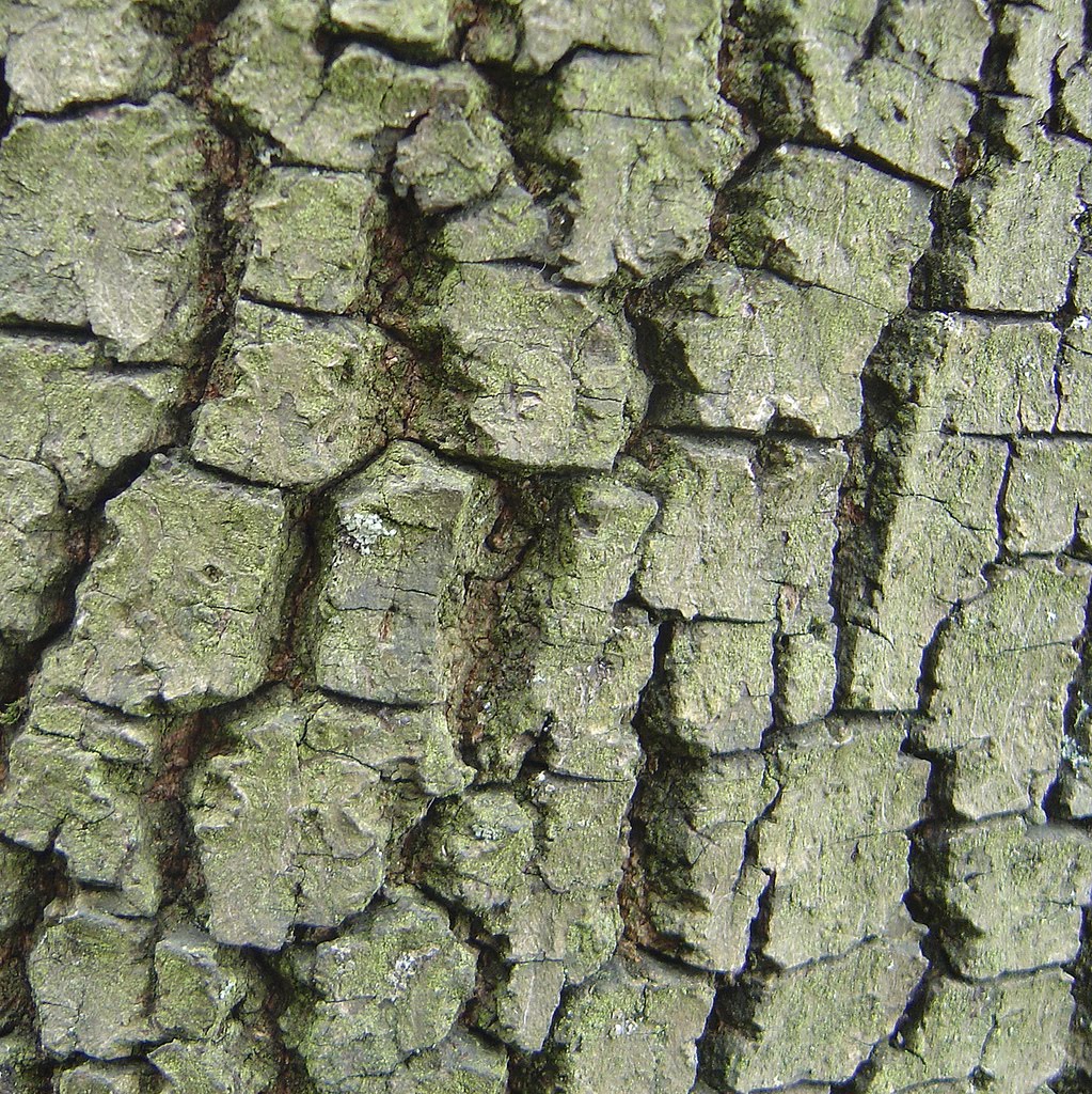 Tree Identification: Diospyros kaki - Japanese Persimmon