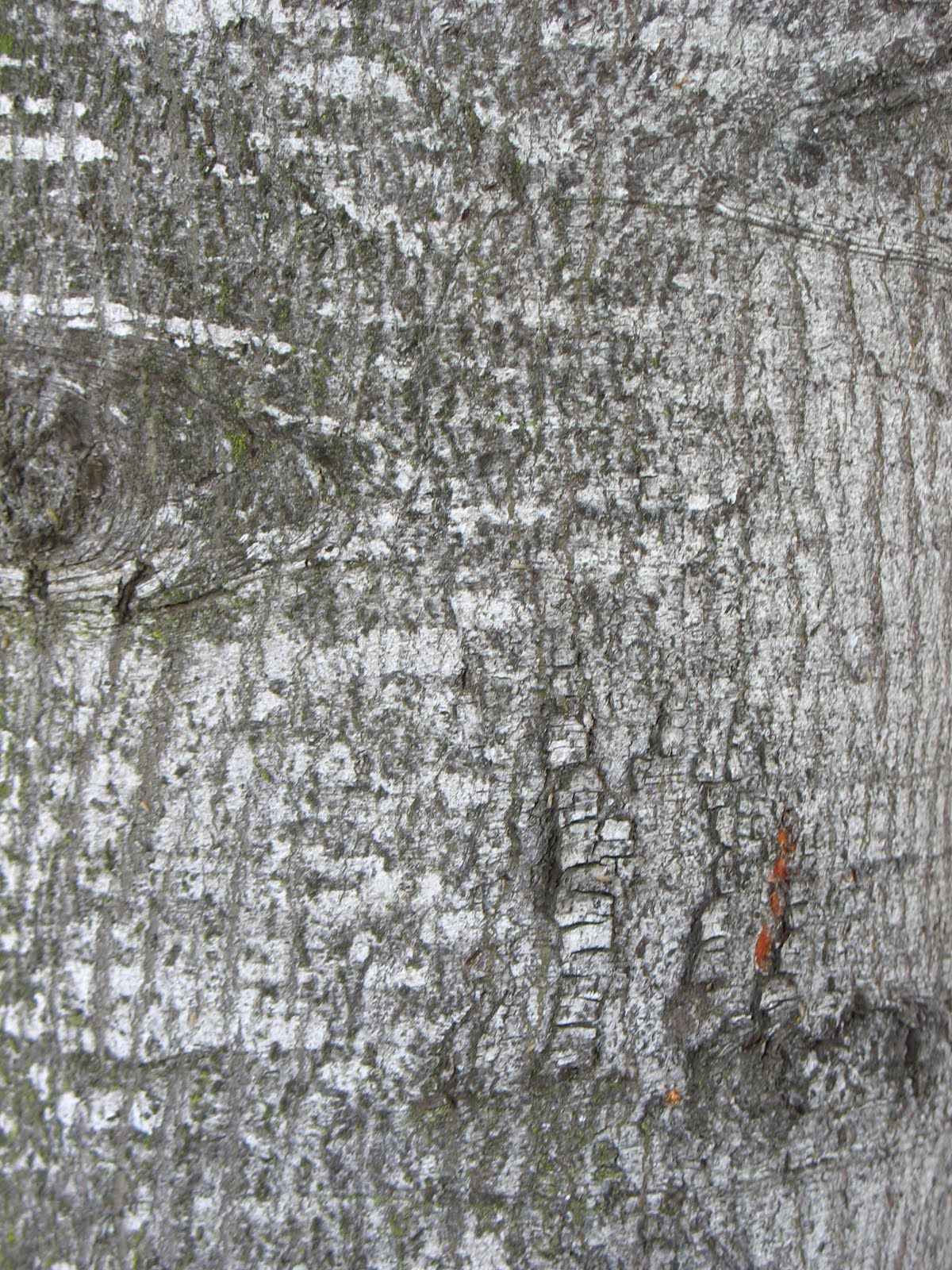 Tree Identification: Acacia baileyana - Bailey Acacia