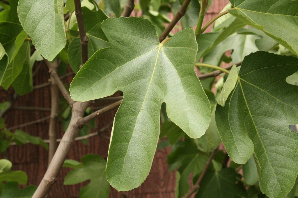 Tree Identification: Ficus carica - Common Fig