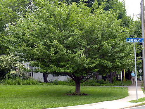 Tree Identification: Prunus serrulata - Flowering Cherry