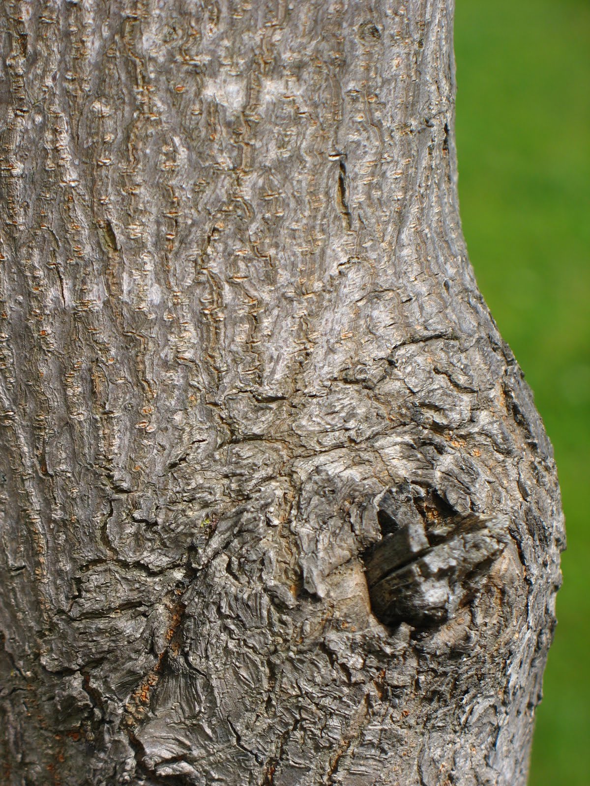 Tree Identification: Sapium sebiferum - Chinese Tallow Tree