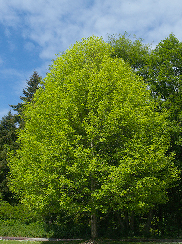 Tree Identification: Liriodendron tulipifera - Tulip Tree