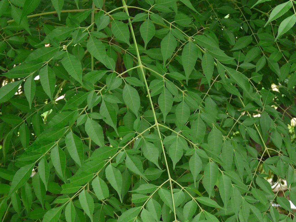 Tree Identification: Melia azedarach - China-Berry