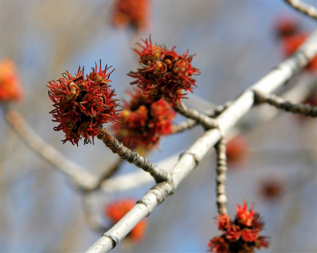 Tree Identification: Acer saccharinum - Silver Maple