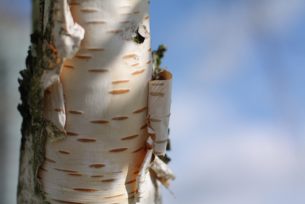 Tree Identification: Betula papyrifera - Canoe Birch or Paper Birch