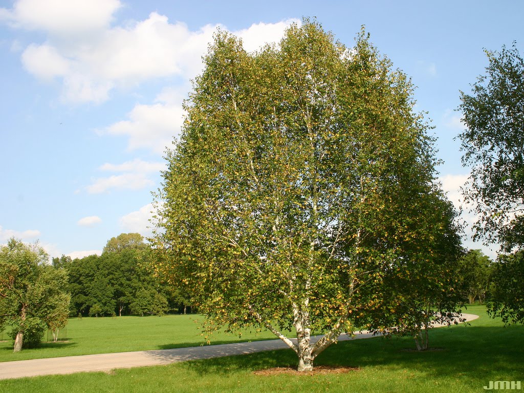 Tree Identification: Betula papyrifera - Canoe Birch or Paper Birch