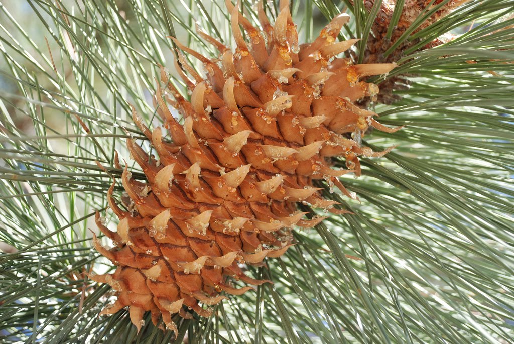 Tree Identification: Pinus coulteri - Coulter Pine