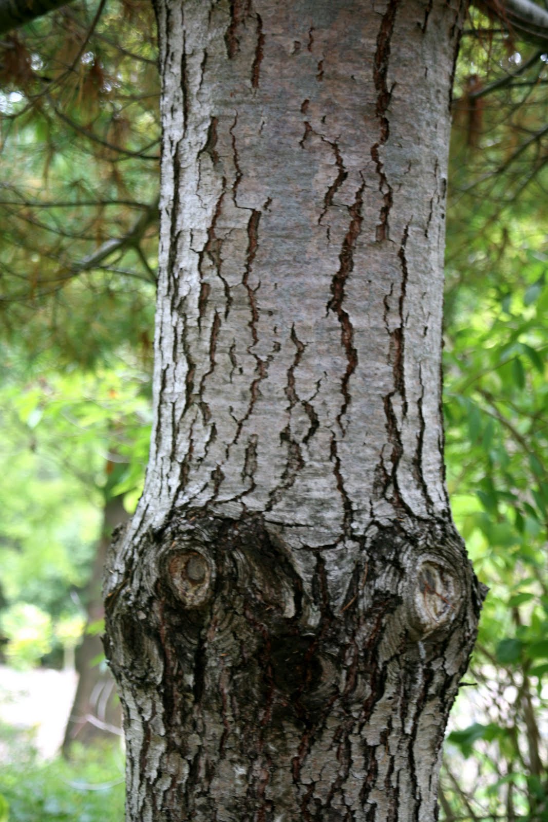 Tree Identification: Pinus strobus - Eastern White Pine