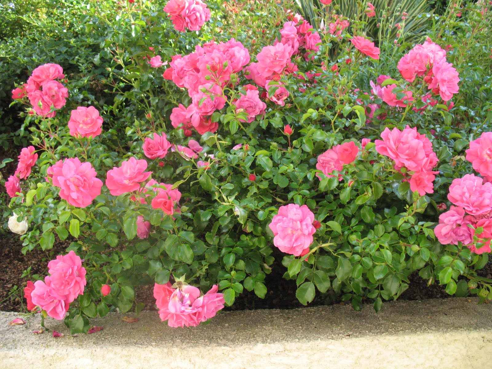 Roses du jardin Chêneland: Rosier "Emera"