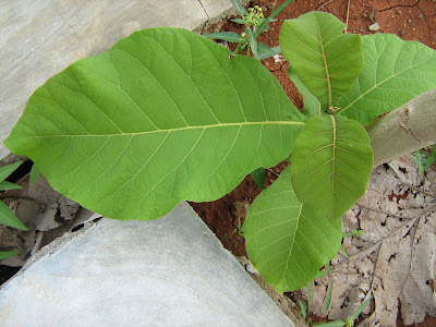 WOOD: Teakwood ( Tectona Grandis ) Jati