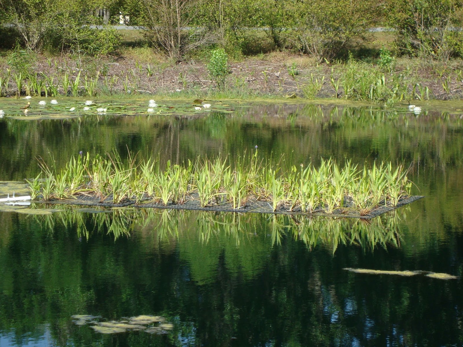 Florida Floating Wetlands - Managed Aquatic Plant Systems