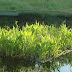 Florida Floating Wetlands - Managed Aquatic Plant Systems