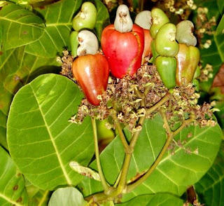 ECOTARIANOS.RD: Anacardium Occidentale - Cajuil