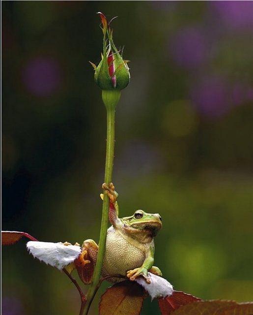 Asi es la vida: La Rosa y el Sapo