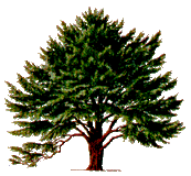 SilentOwl: The Yew Tree