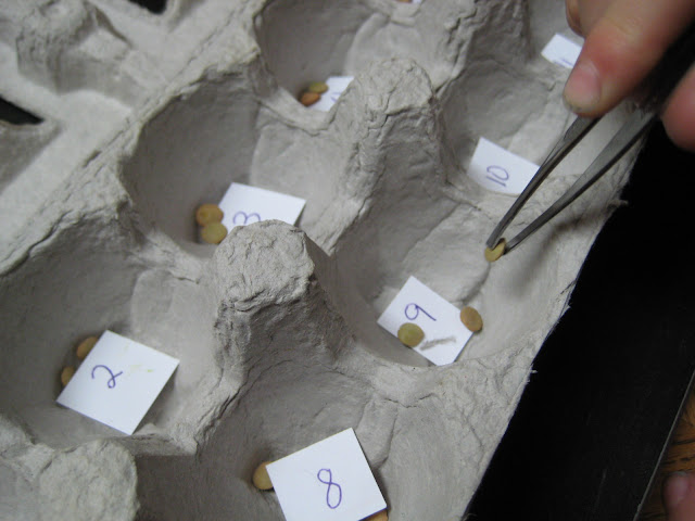 :Busy Hands::Busy Minds:: : Egg Carton Counting