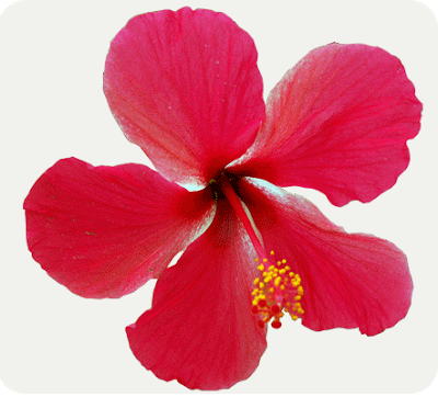 bali island: BUNGA RAYA BUNGA KEBANGSAAN