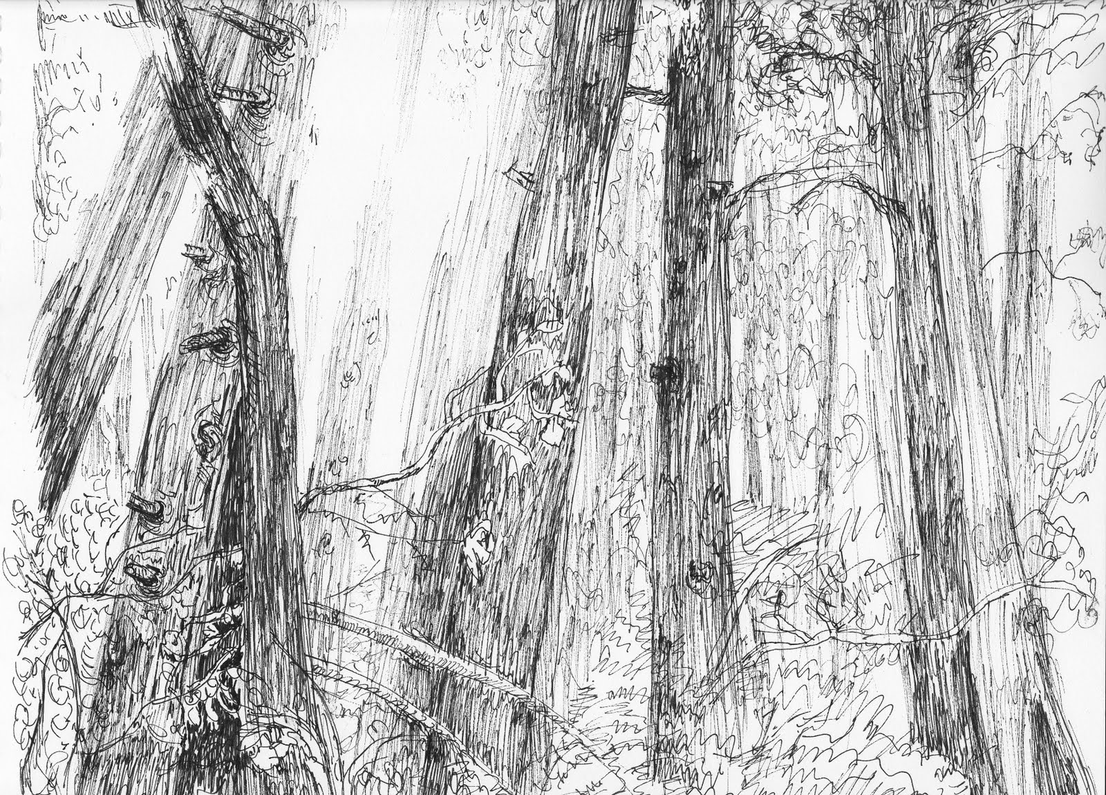 Portraits and Places, art by ashley: Week 9: redwood forest, again.