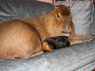 The Jungle Store: Pet Capybara