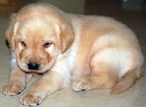 Conoce a tu Perro: Labrador Retriever