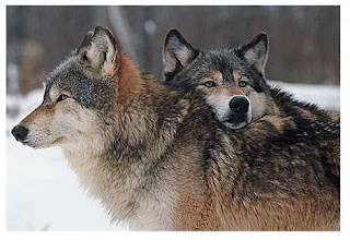 Hell in the Hallways: Two Wolves