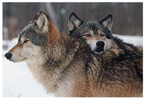 Hell in the Hallways: Two Wolves