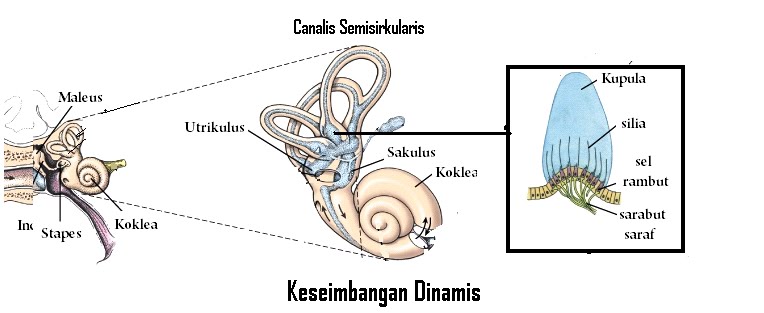 Belajar Biologi: Proses Pendengaran