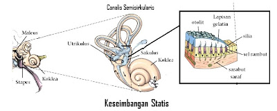 Belajar Biologi: Proses Pendengaran