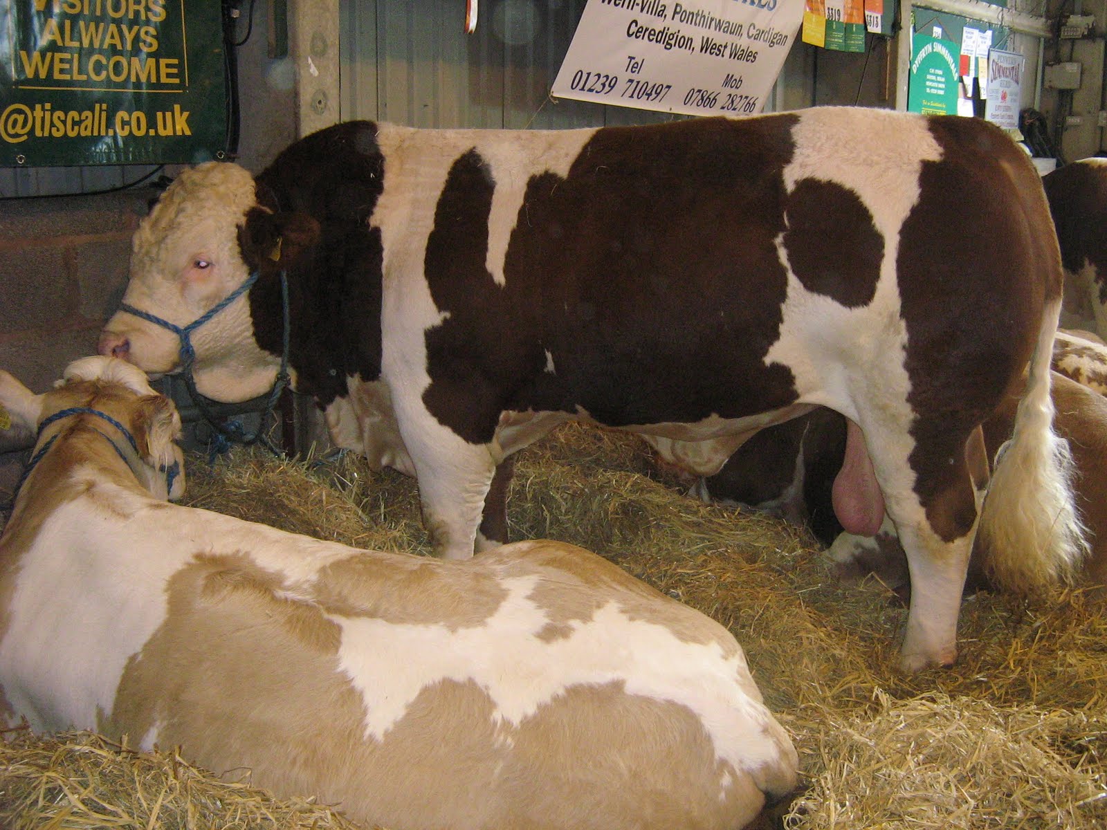 Cow Pictures: August 2010