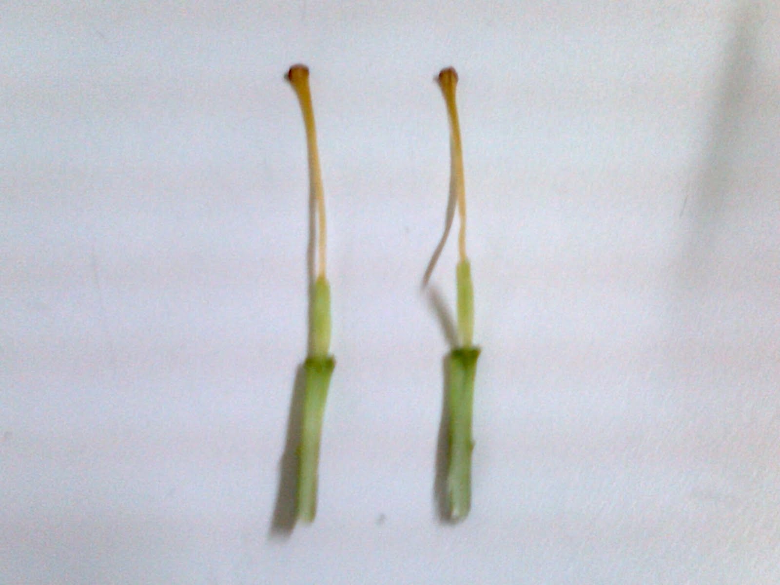 A TERRA E A VIDA: A Reprodução de uma planta angiospérmica