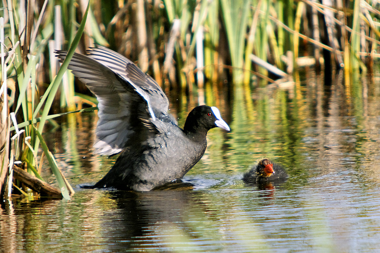 Aurum Signum: Nokikana
